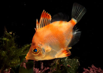 海鲂目 Zeiformes 蓝色动物学